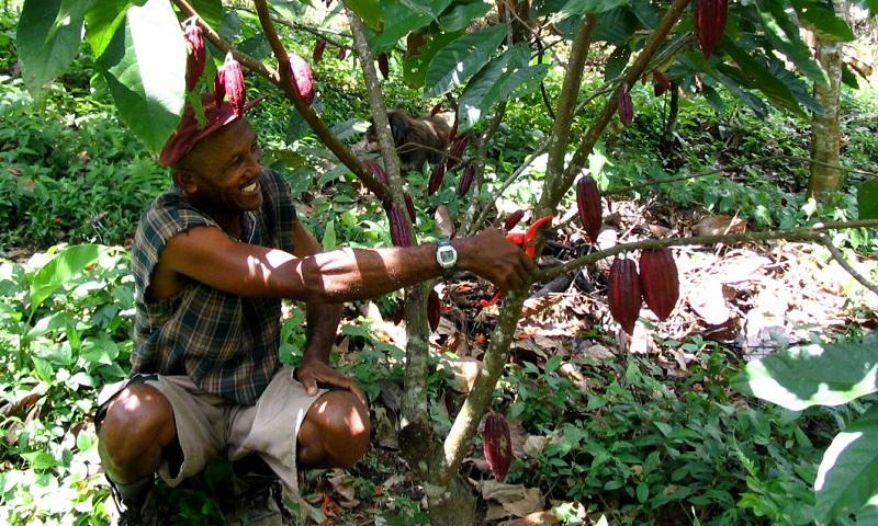 Cocoa Cluster Seeks Input From Agro-Processors – DOM767