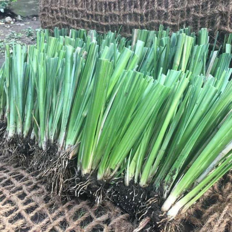 Dominica Exports Vetiver Grass to Antigua to Combat Climate Change – DOM767