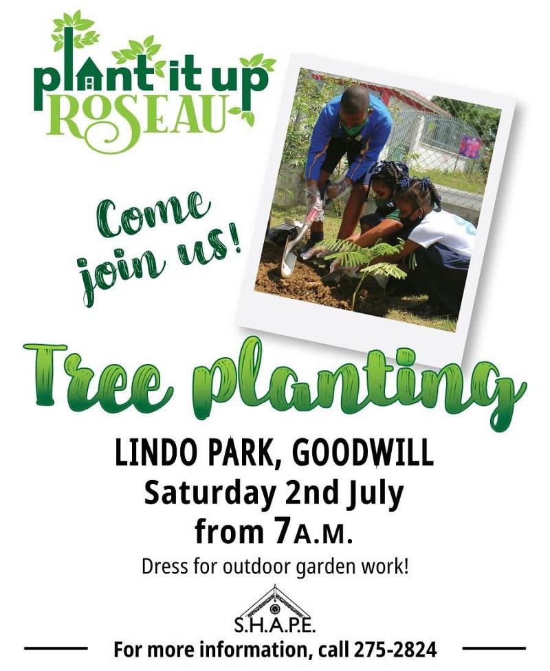 Tree Planting – DOM767