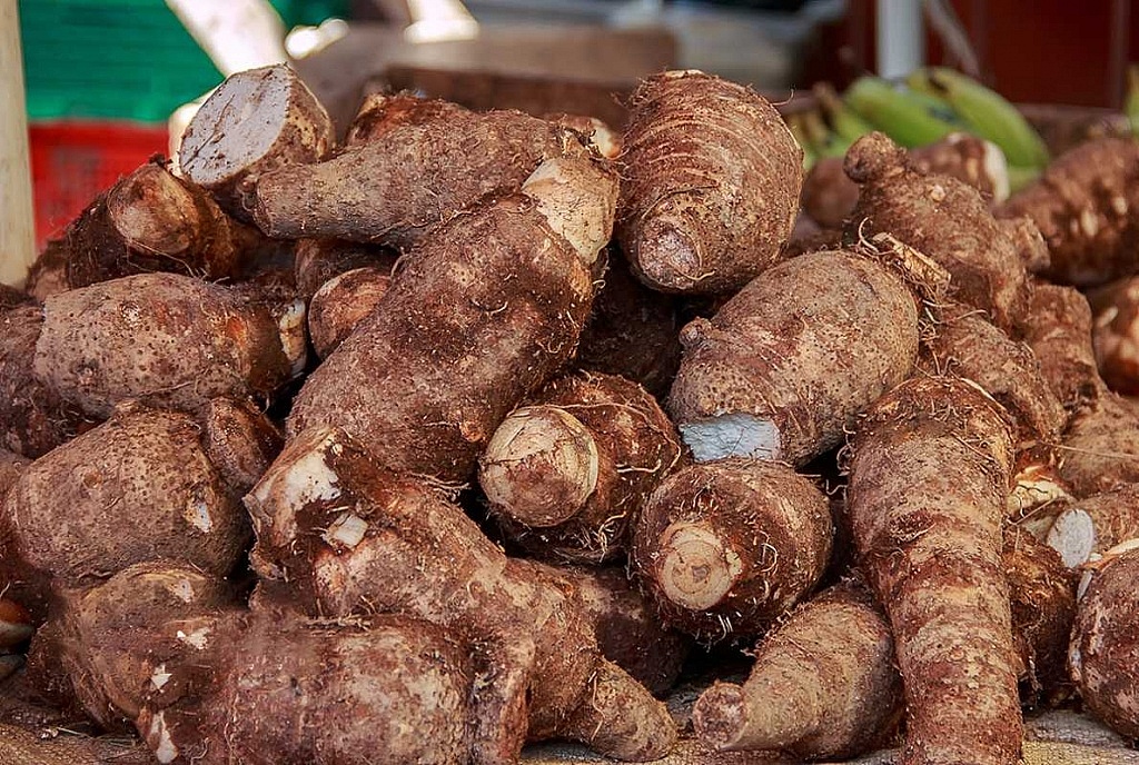 Dominica Diaspora encouraged to buy Dasheen Exported to Florida – DOM767