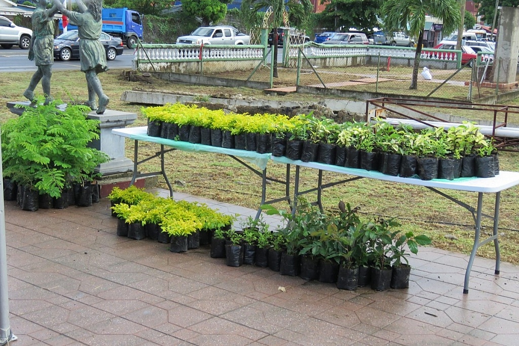 Phase 1 of the national tree planting beautification programme has ...