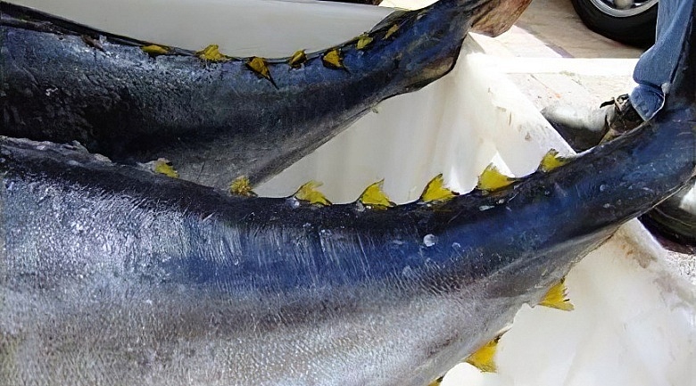 Fisheries Sector in Dominica – DOM767