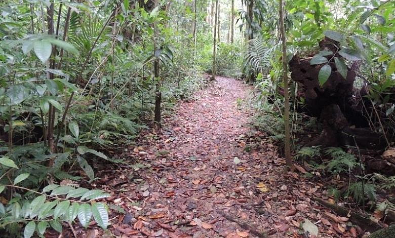 Syndicate Nature Trail – DOM767