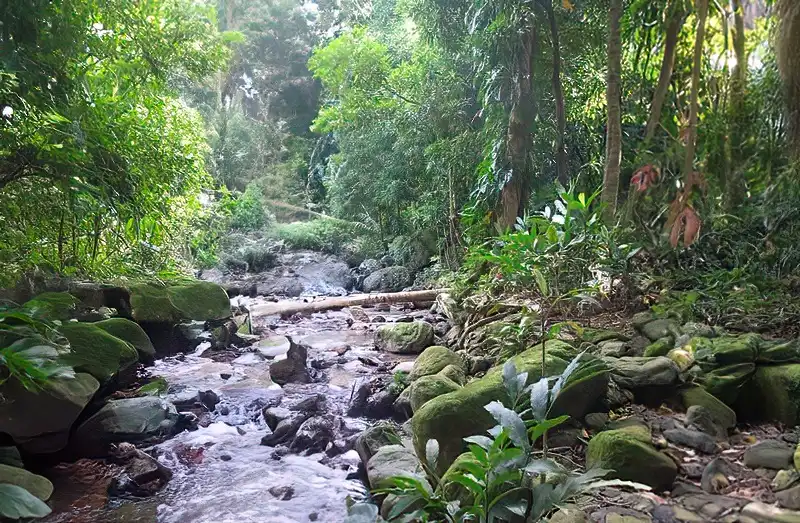 Manicou River – DOM767