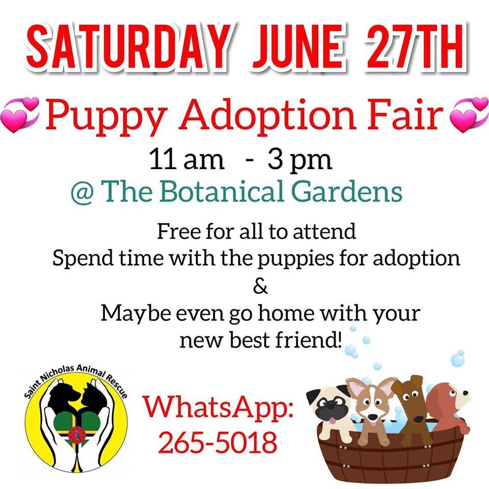 Puppy Adoption Fair – DOM767
