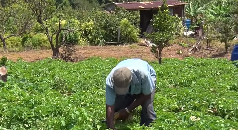 EALCRP Names of Approved Crop Farmers 3rd List – DOM767