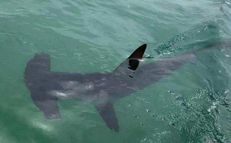 Increase Vigilance Due to Recent Shark Sightings – DOM767