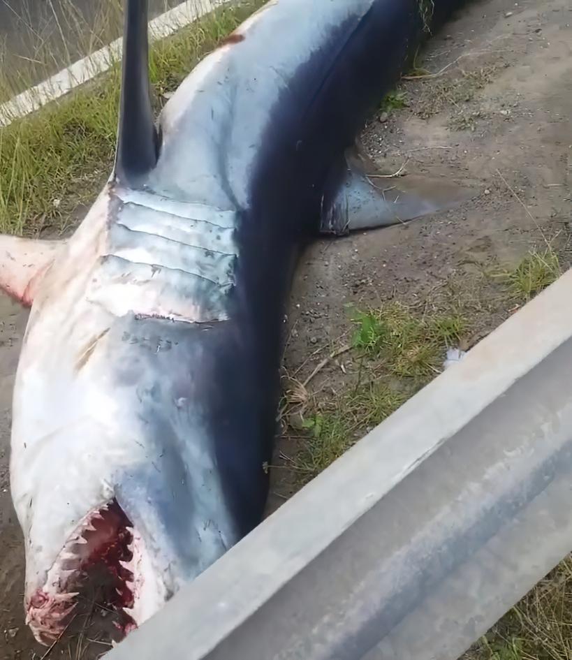 Statement on the Shortfin Mako Shark captured along the Tarreau ...