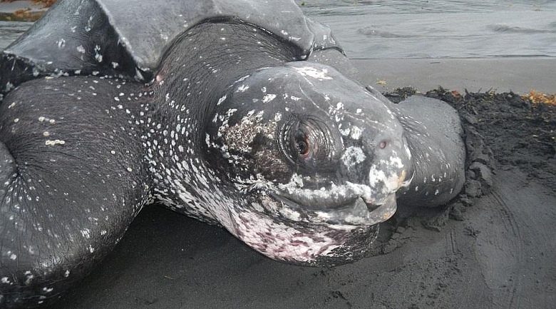 Turtle Watching in Dominica – DOM767