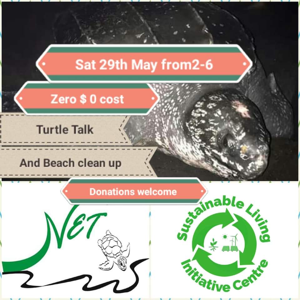 Turtle Talk – DOM767