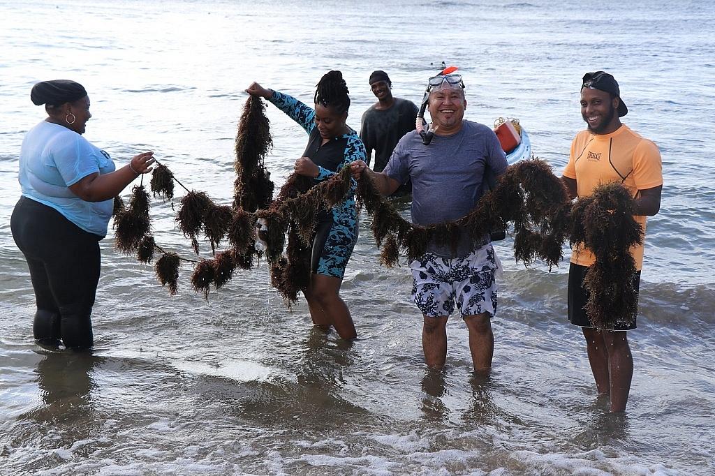 Wooty Seamoss Group Successfully Harvests First Crop – DOM767