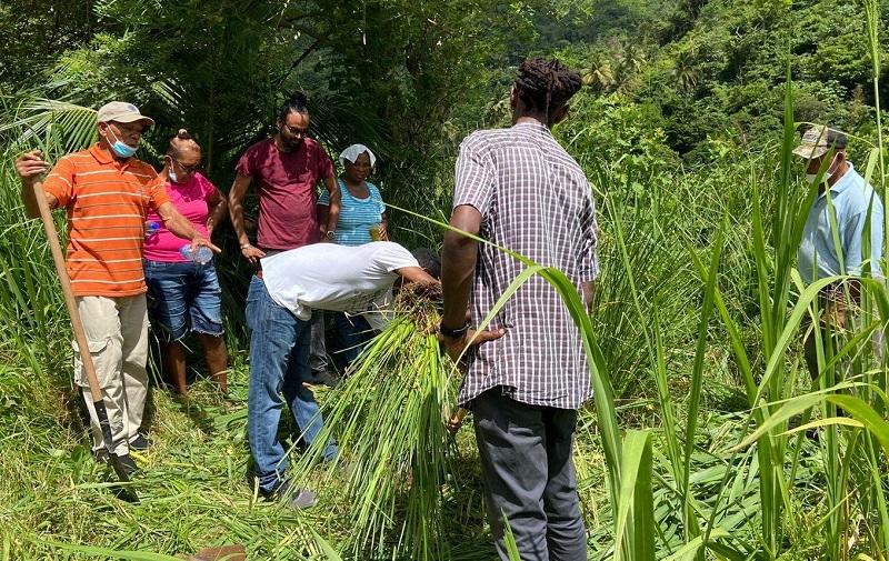 IICA-CBF EbA Project, Builds Capacity through Green Business Training ...