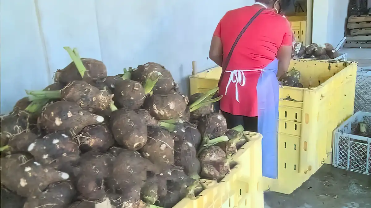 Dominica, Grenada and St. Vincent chart a course for their Dasheen – DOM767