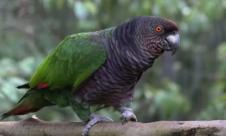 Sisserou Parrot – DOM767