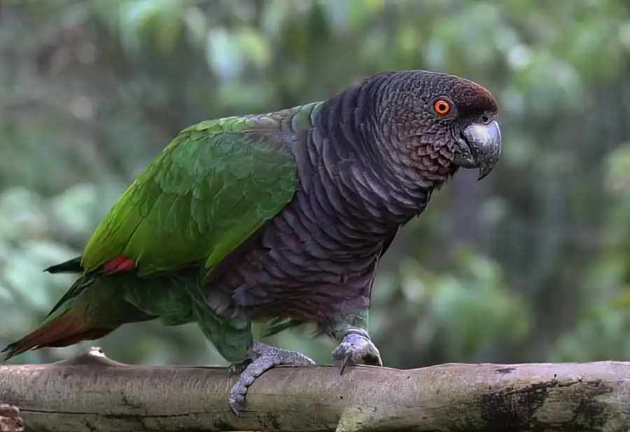 National Bird of Dominica – DOM767