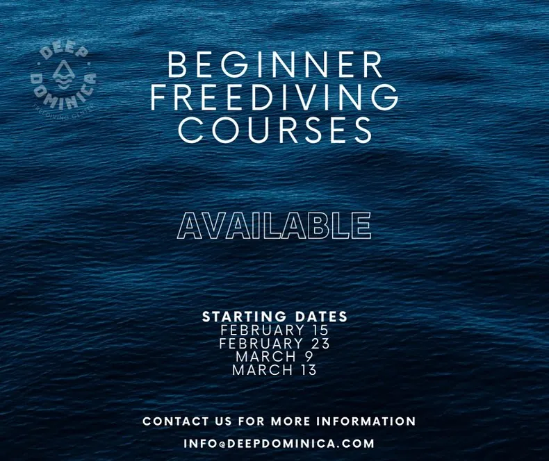 Beginner Freediving Course – DOM767