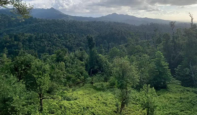 Northern Forest Reserve – DOM767