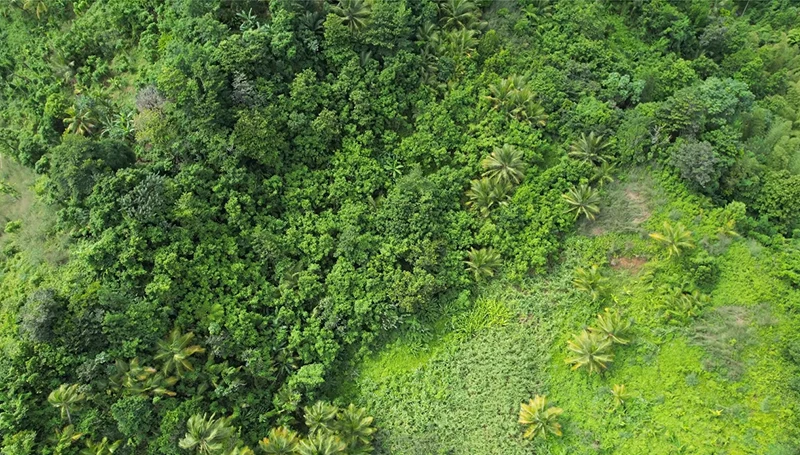 Central Forest Reserve – DOM767