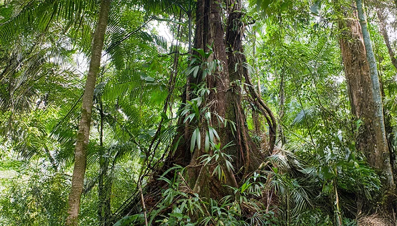 Chatannyé Tree – DOM767