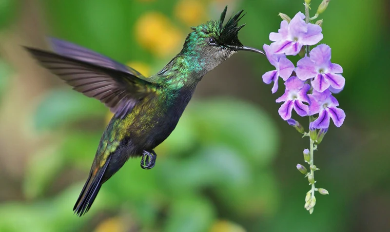 Foufou, Tikyap, Lamouchè (Antillean Crested Hummingbird) – DOM767