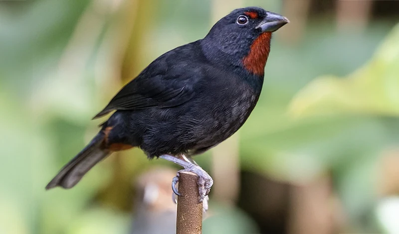 Mwèsion, Pennwè (Lesser Antillean Bullfinch) – DOM767