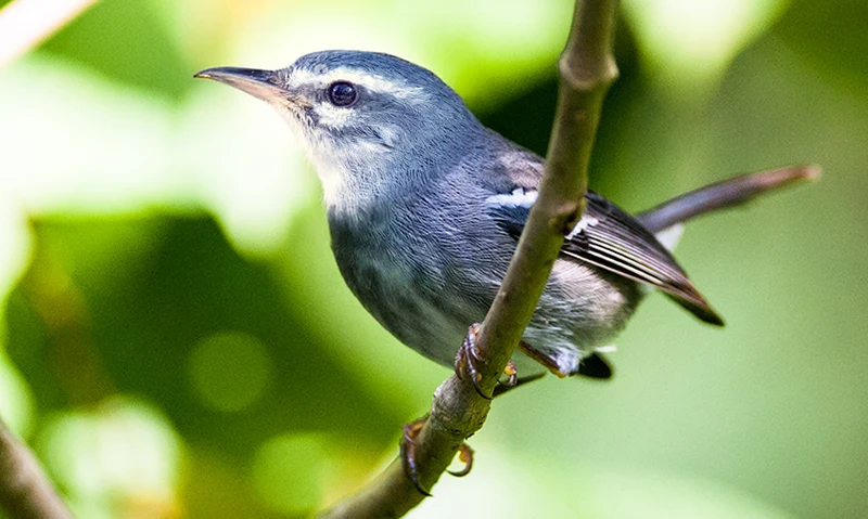 Pappa, Chik-i-lik (Plumbeous Warbler) – DOM767