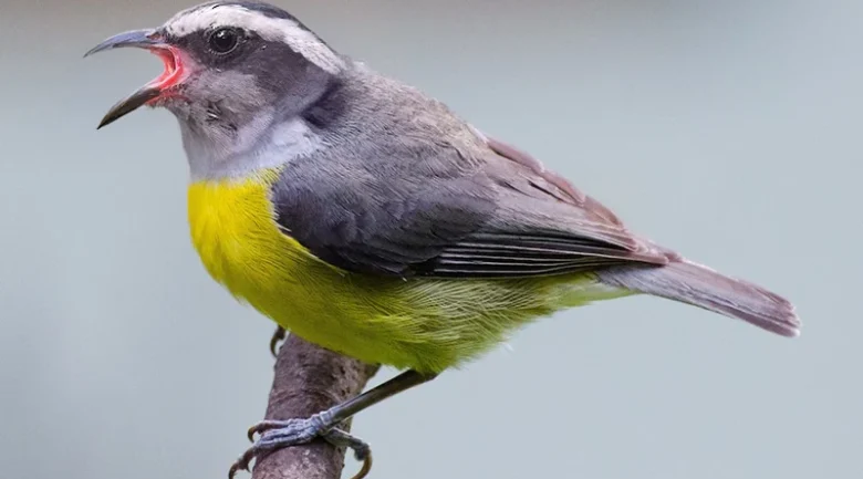 Biodiversity of Dominica – DOM767