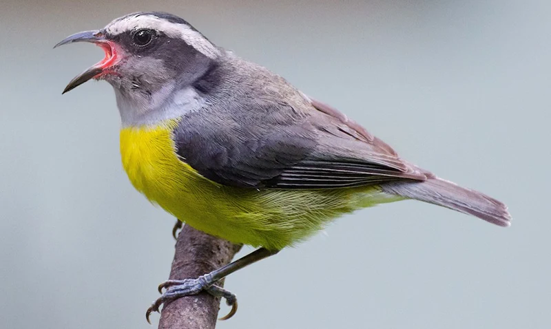 Sikiyé (Bananaquit) – DOM767