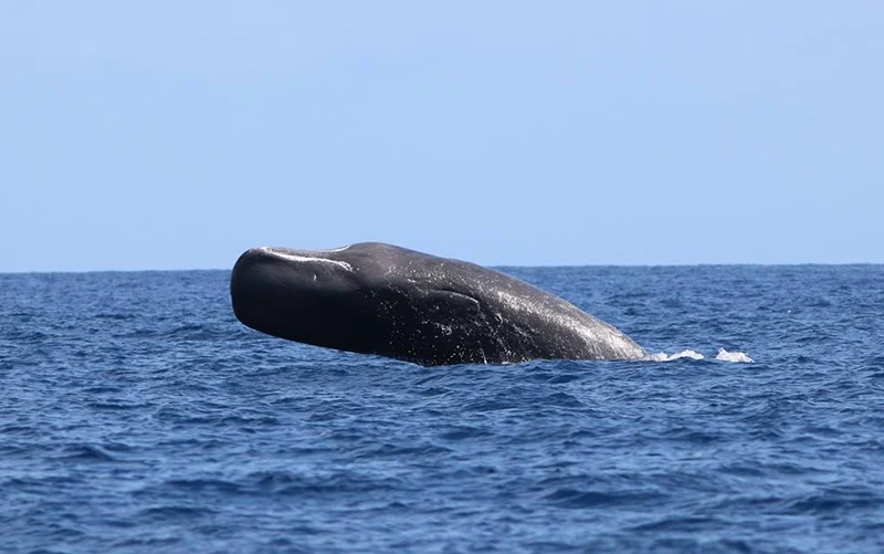 Dominica Sperm Whale Project (DSWP) – DOM767