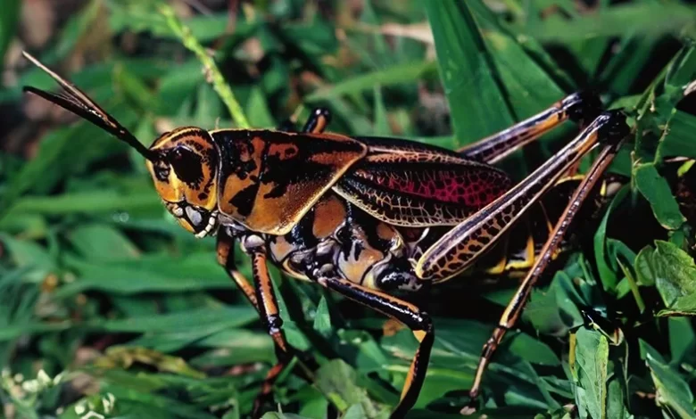 Lubber Grasshopper – DOM767