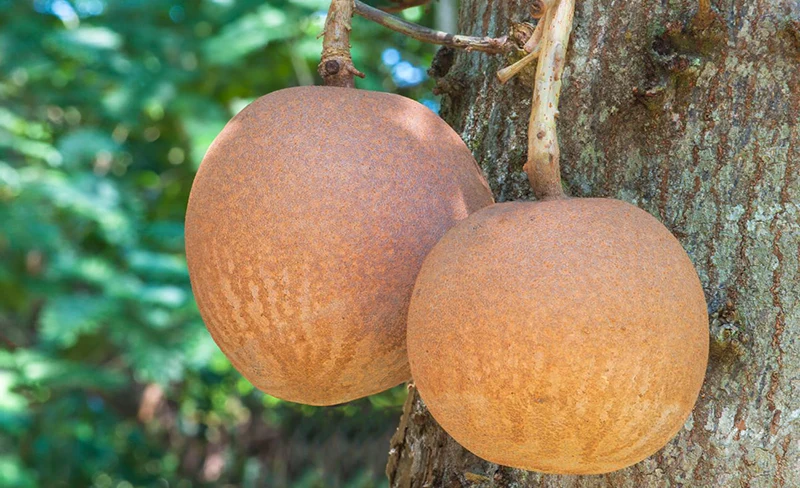 Jumbie Apricot – DOM767