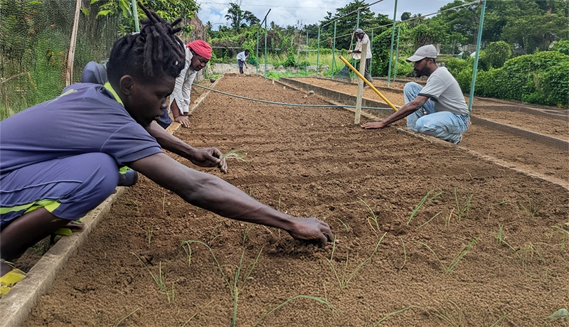 OECS/USAID Model Farm – DOM767