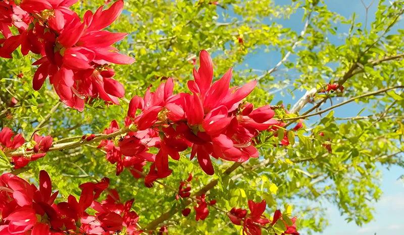 Bwa Kwaib: Dominica’s Flower – DOM767