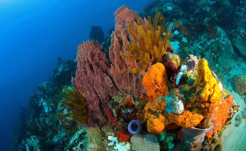 Dominica’s Coral Reefs – DOM767
