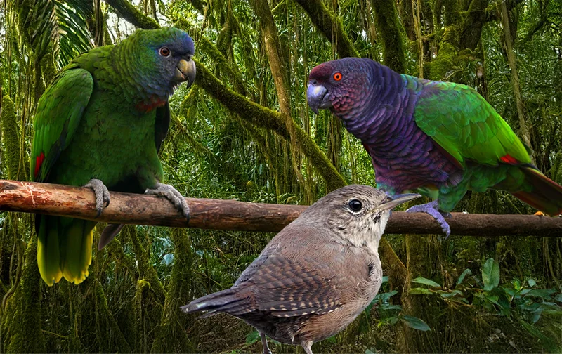 Endemic Birds of Dominica – DOM767