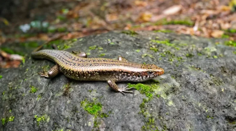 Mabuya – Mabouya Lizard – DOM767