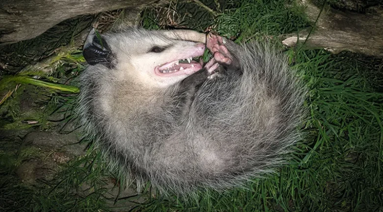 Manicou-Opossum – DOM767