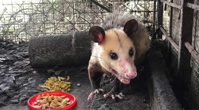 Manicou-Opossum – DOM767