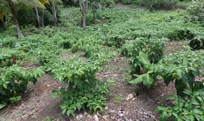 Hot Pepper Pilot Project in Dominica – DOM767