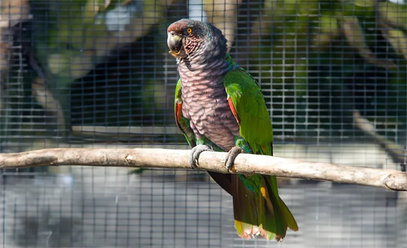 Imperial Amazon Parrot of Dominica – DOM767