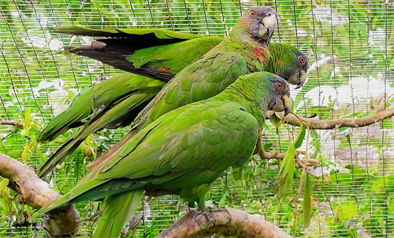 Red-necked Amazon Parrot – DOM767