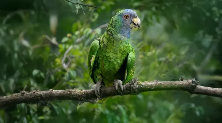 Jaco Parrot – DOM767