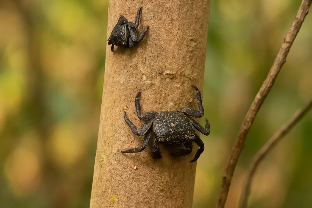 Mangrove Tree Crab (Aratus Pisonii) – DOM767