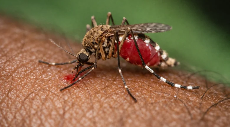 Anopheles Argyritarsis – DOM767